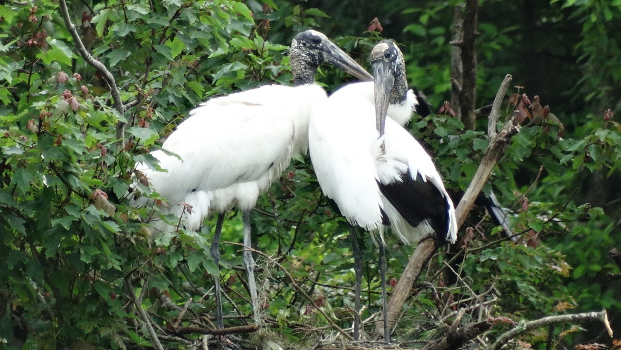 May 2015 Photo Contest: 'Think Spring' | Island Packet & Beaufort Gazette